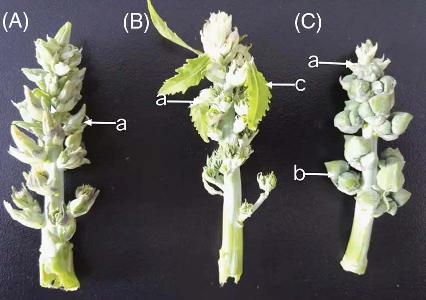 PHYTON | Free Full-Text | Functional Studies of Castor ( Ricinus ...