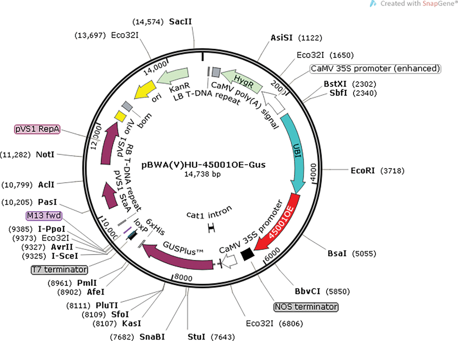 PHYTON | Free Full-Text | Identification of a Novel OsCYP2 Allele that ...
