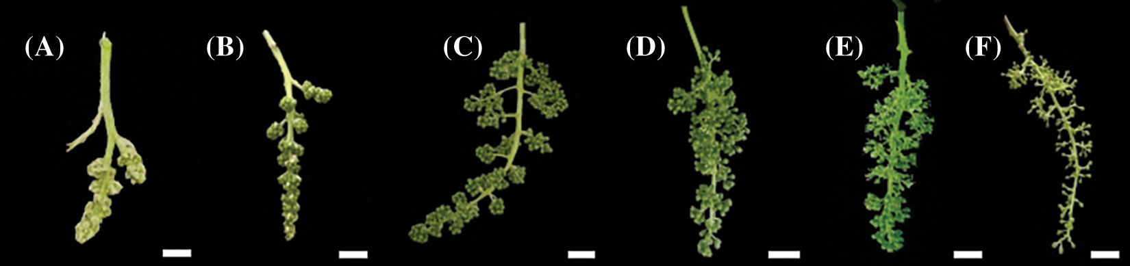 PHYTON | Free Full-Text | Observation of Flowering Process of Grape ...