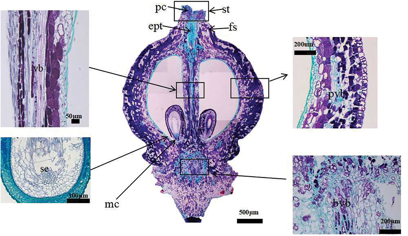 PHYTON | Free Full-Text | Observation of Flowering Process of Grape ...