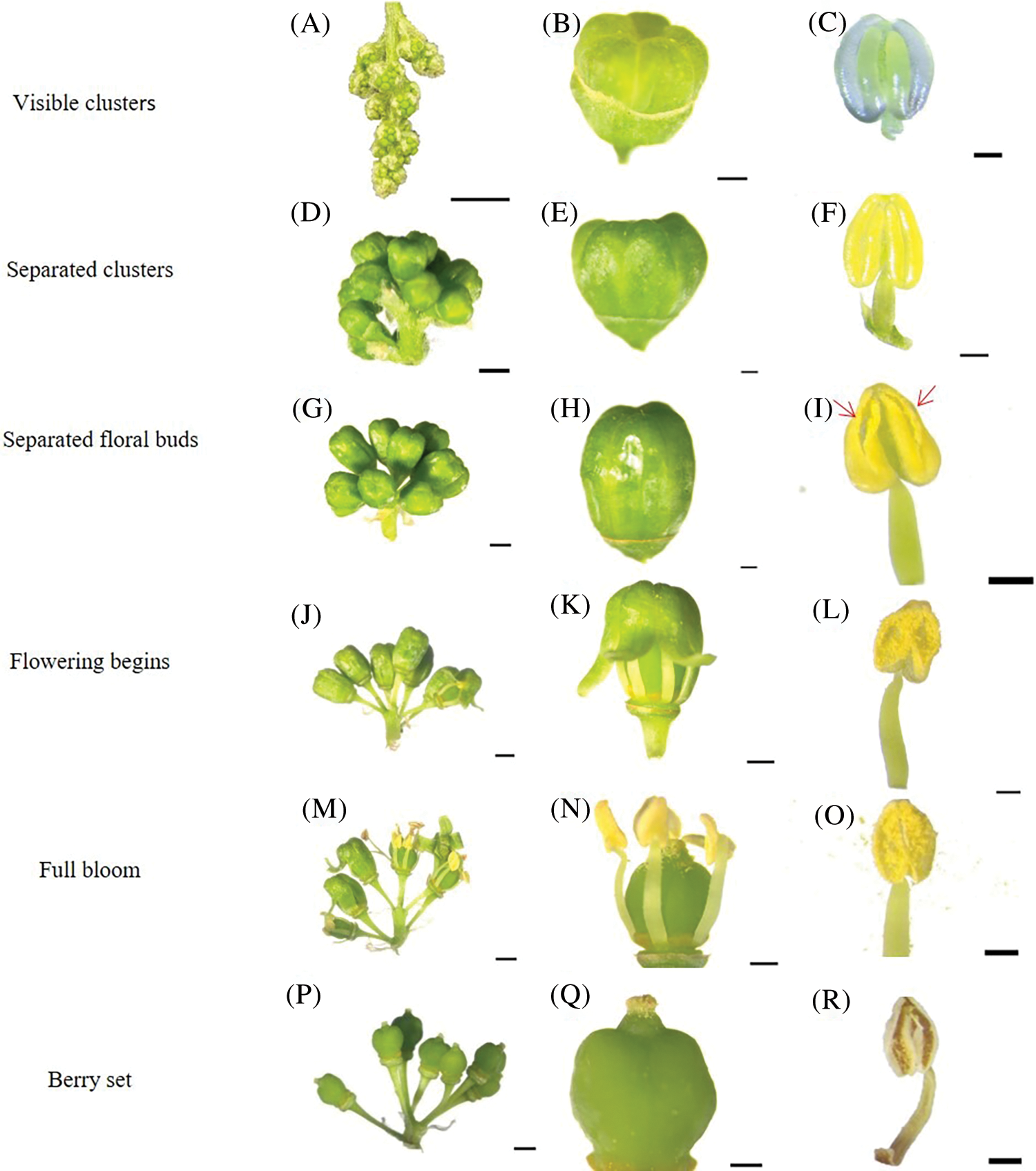 PHYTON | Free Full-Text | Observation of Flowering Process of Grape ...
