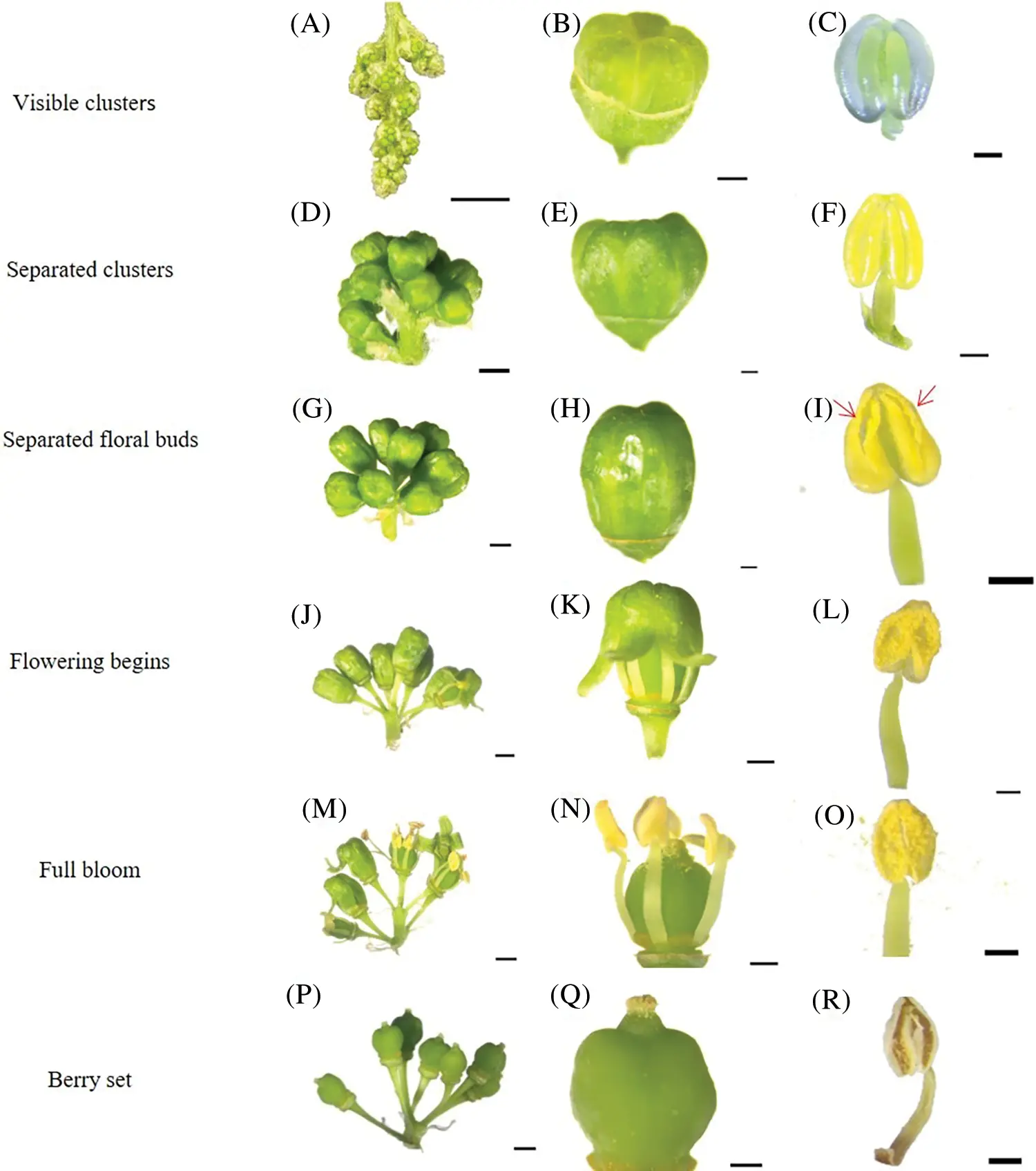 PHYTON | Free Full-Text | Observation of Flowering Process of Grape ...