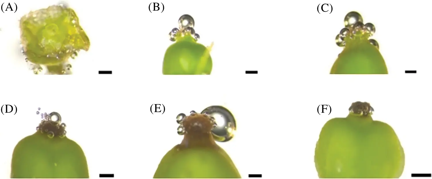 PHYTON | Free Full-Text | Observation of Flowering Process of Grape ...