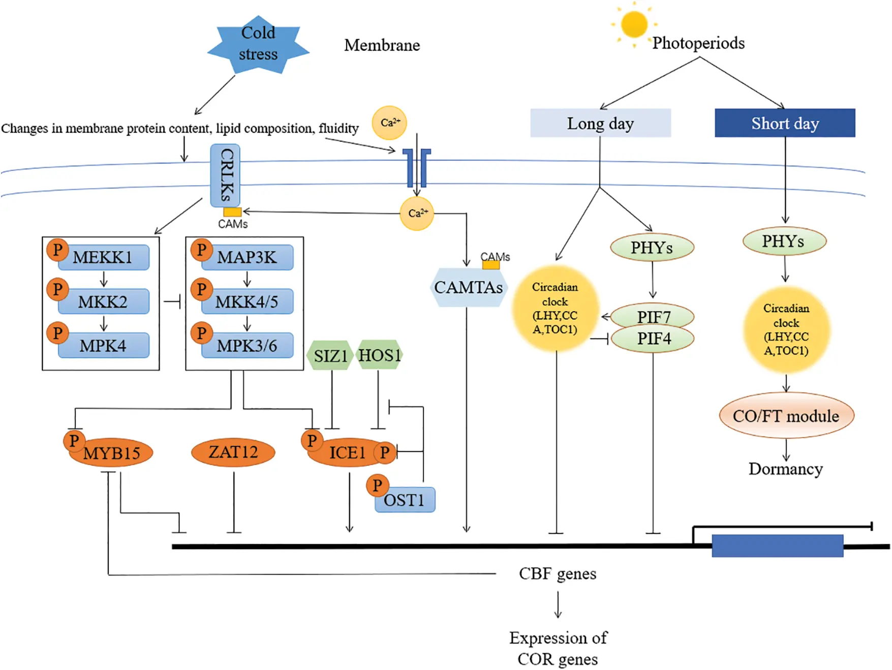 PHYTON | Free Full-Text | Molecular Mechanism Underlying Plant Response ...