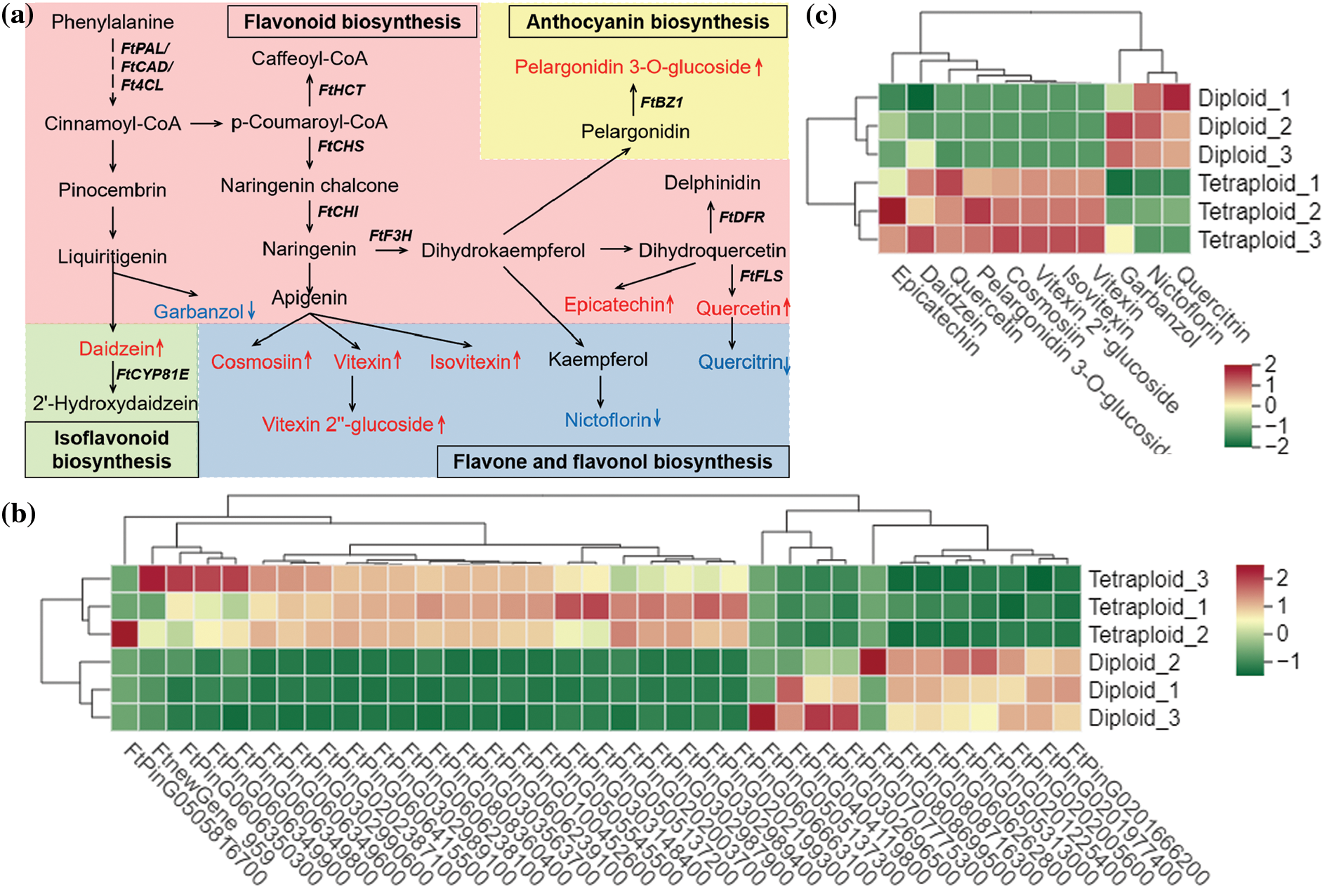 Phyton Free Full Text Comparative Analysis Of The Transcriptome And