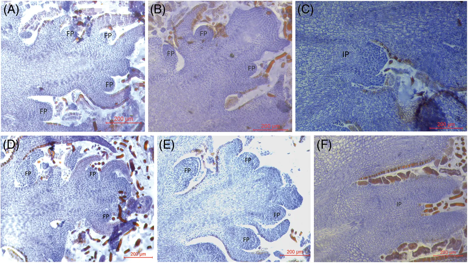 PHYTON | Free Full-Text | Effect of Shoot Control on Flower Bud ...
