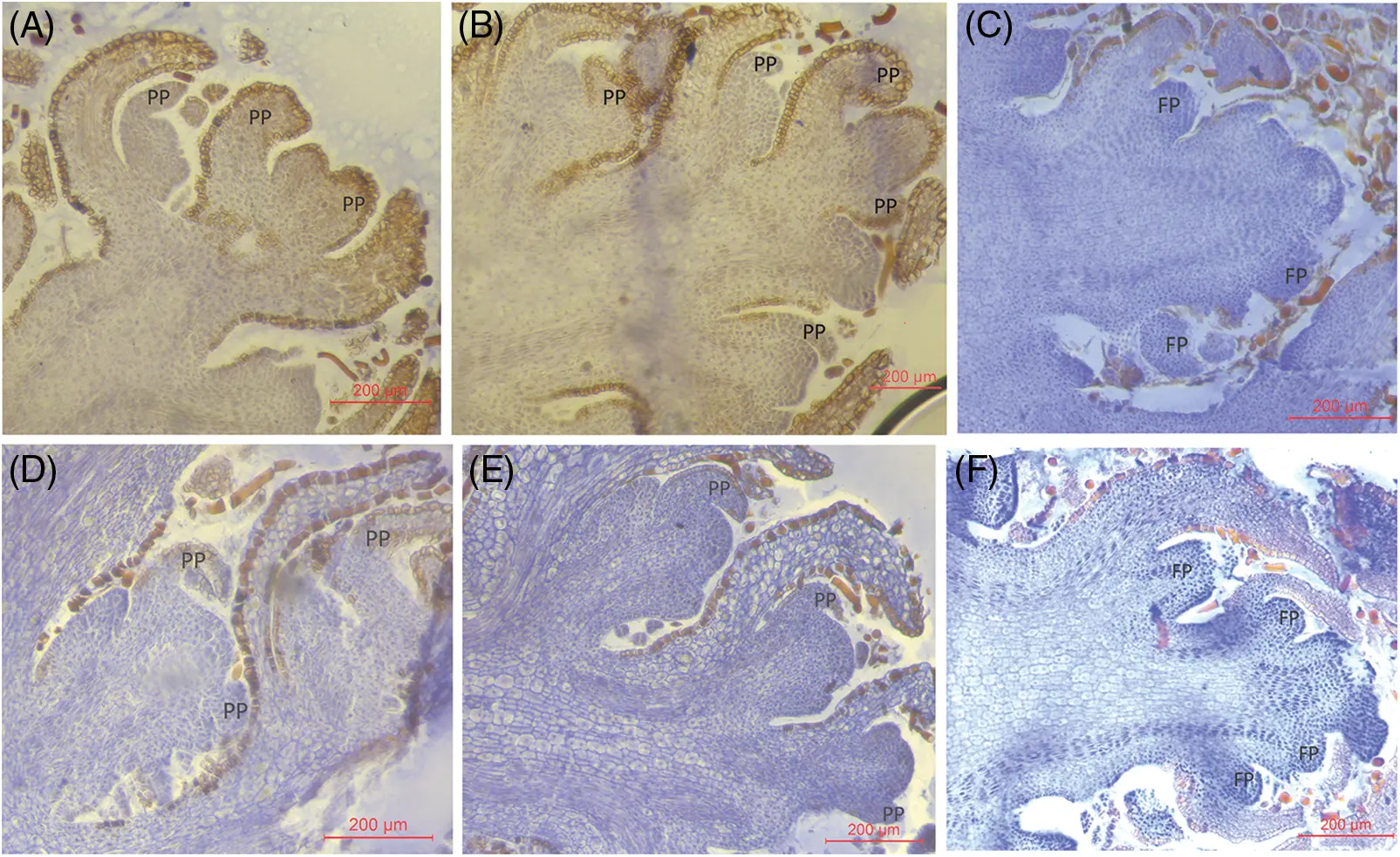 PHYTON | Free Full-Text | Effect of Shoot Control on Flower Bud ...