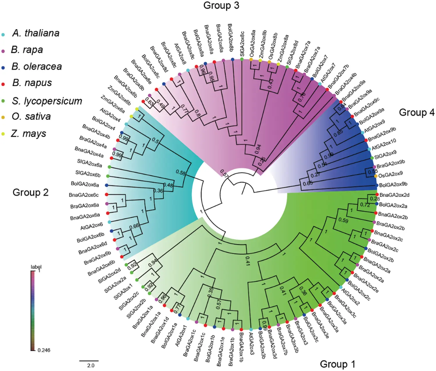 PHYTON | Free Full-Text | Genome-Wide Identification, Evolution and ...