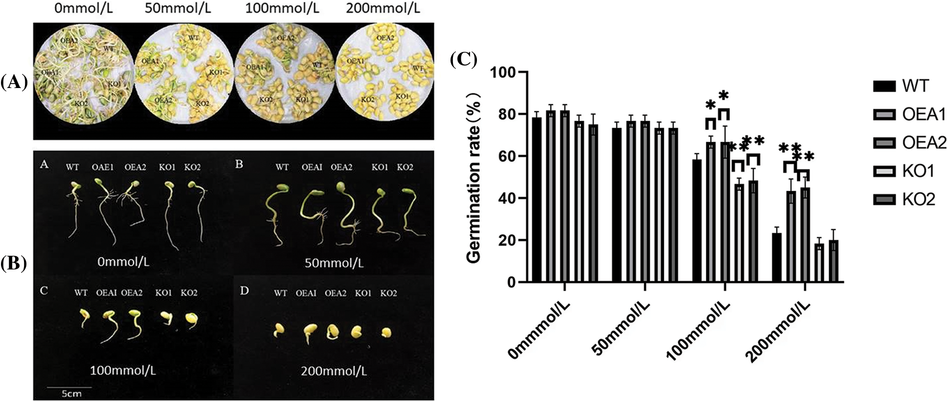 PHYTON | Free Full-Text | The Improvement of Soybean Salt Tolerance by ...