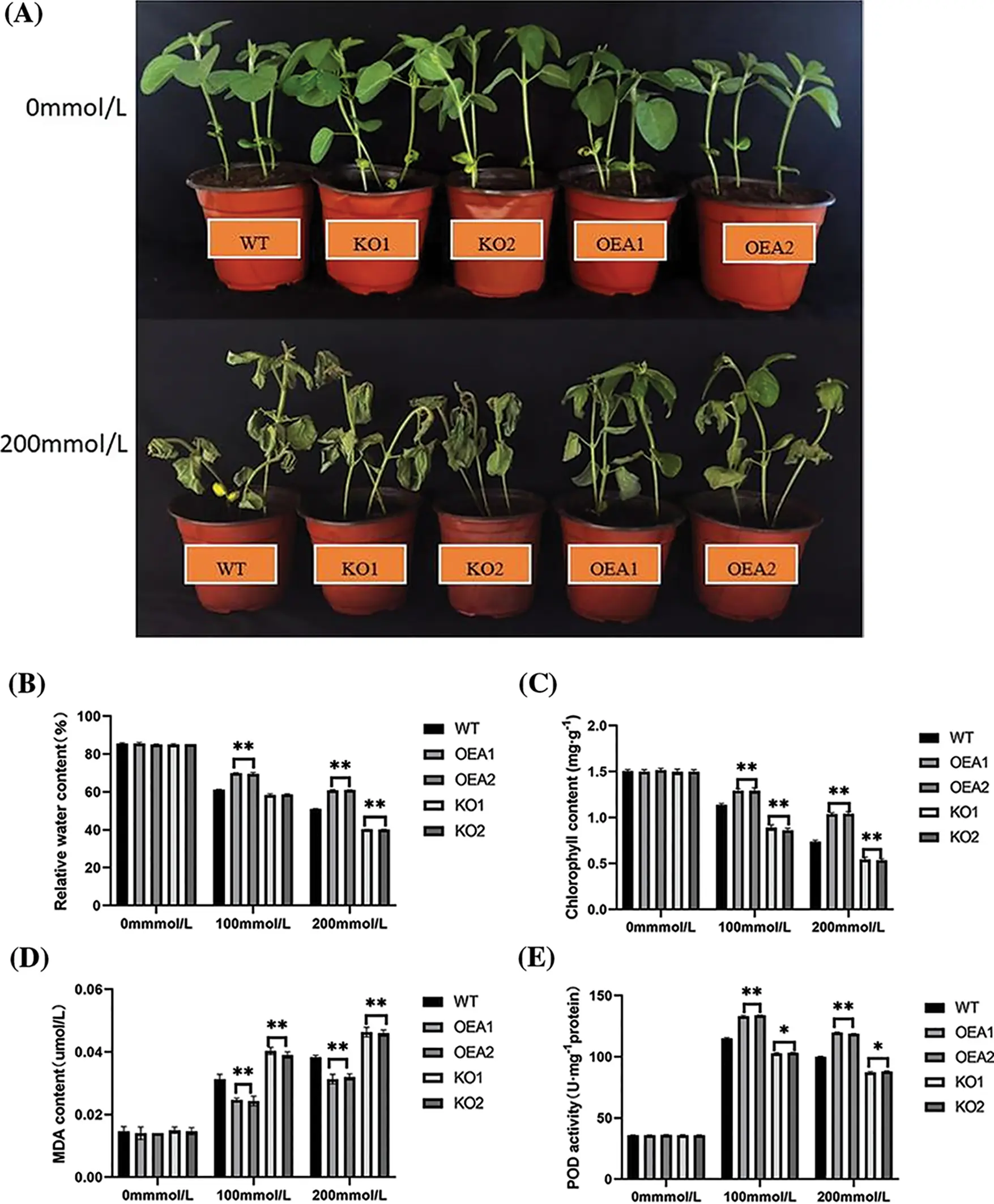 PHYTON | Free Full-Text | The Improvement of Soybean Salt Tolerance by ...