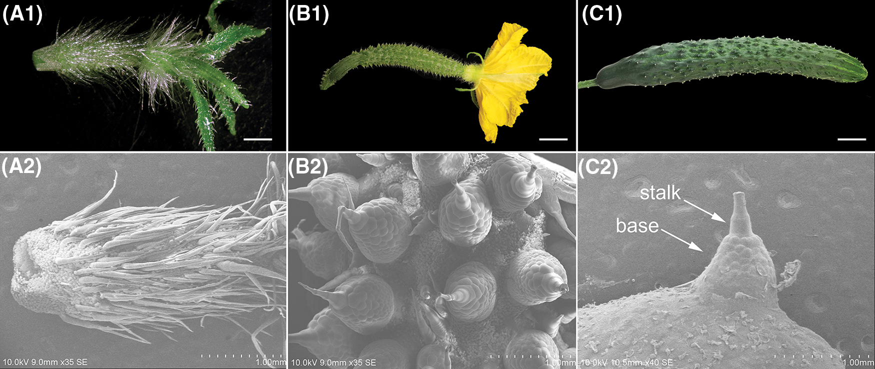 Phyton Free Full Text Comparative Transcriptome Analyses Reveal