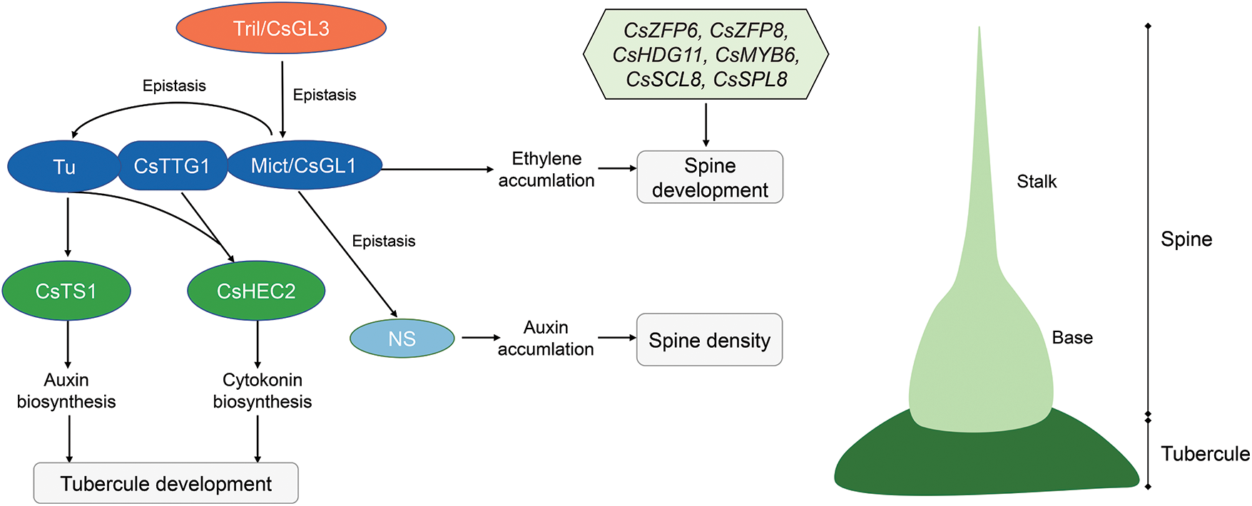 Phyton Free Full Text Comparative Transcriptome Analyses Reveal