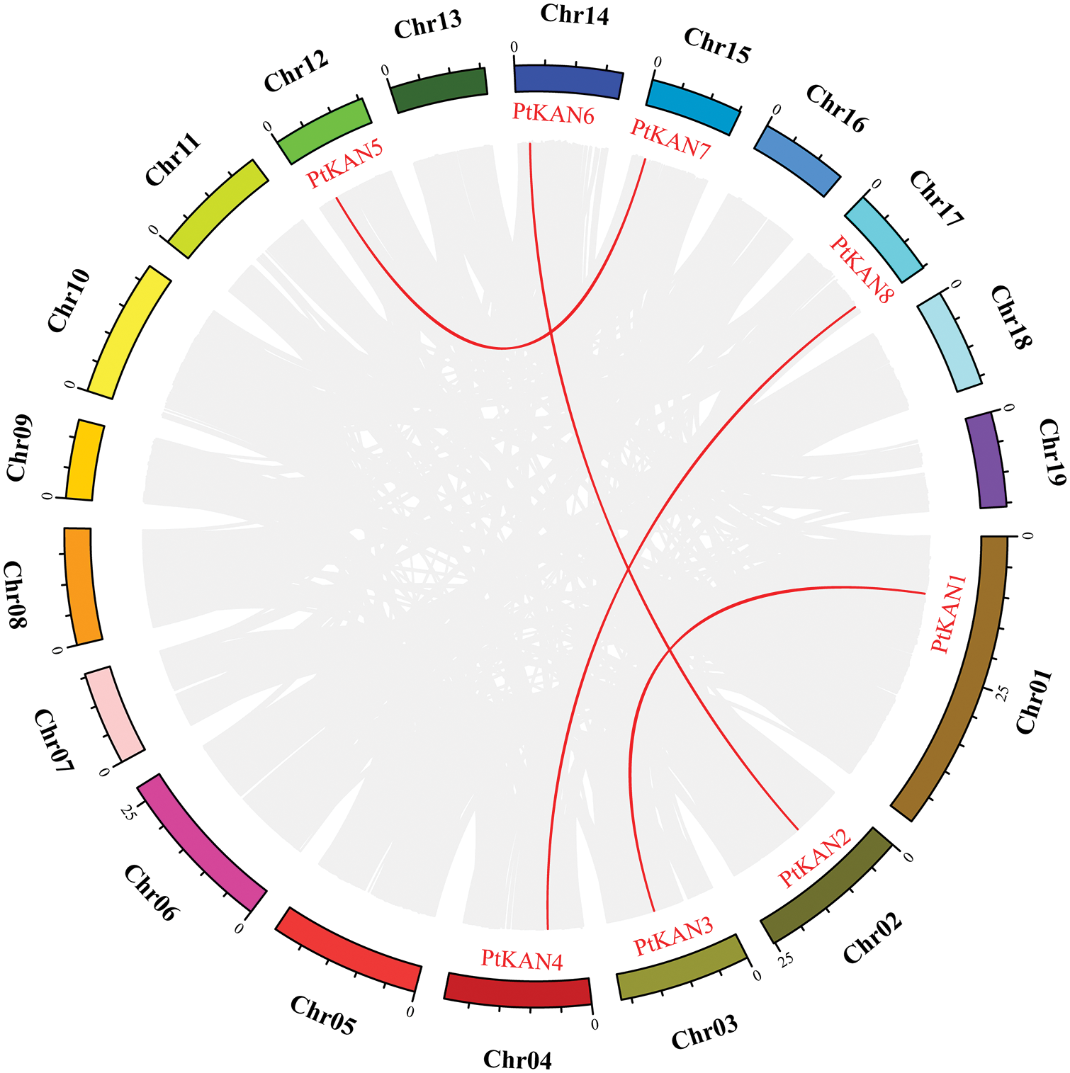 PHYTON | Free Full-Text | Genome-Wide Analysis of the KANADI Gene ...