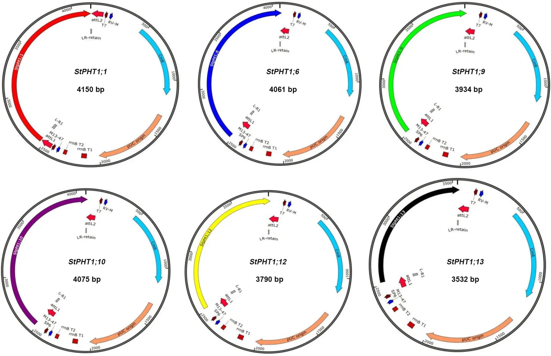 PHYTON | Free Full-Text | Biological Analysis and Response to Low ...