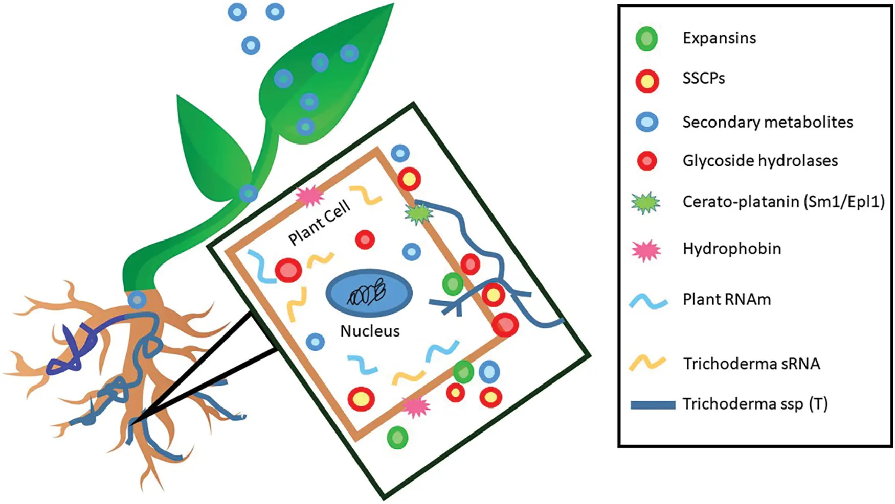 PHYTON | Free Full-Text | The Mechanisms of Trichoderma Species to Reduce Drought and Salinity ...