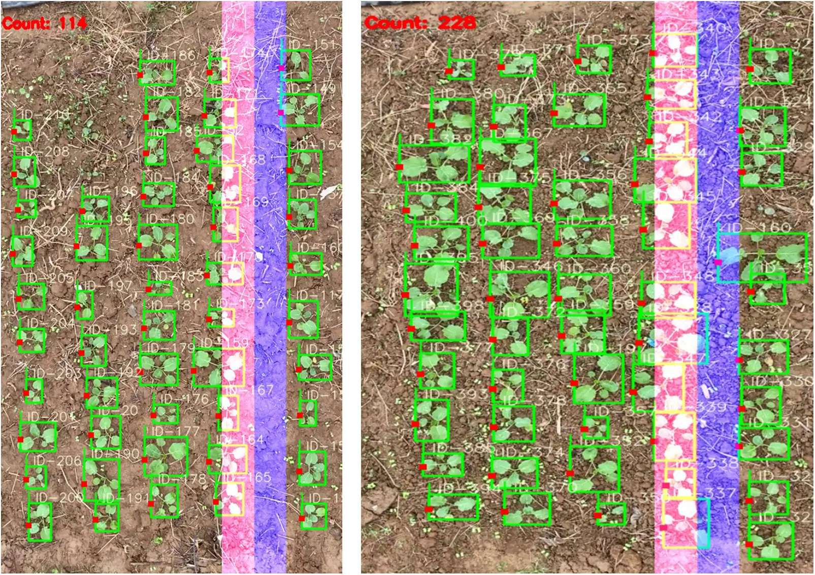 PHYTON | Free Full-Text | Quick and Accurate Counting of Rapeseed ...