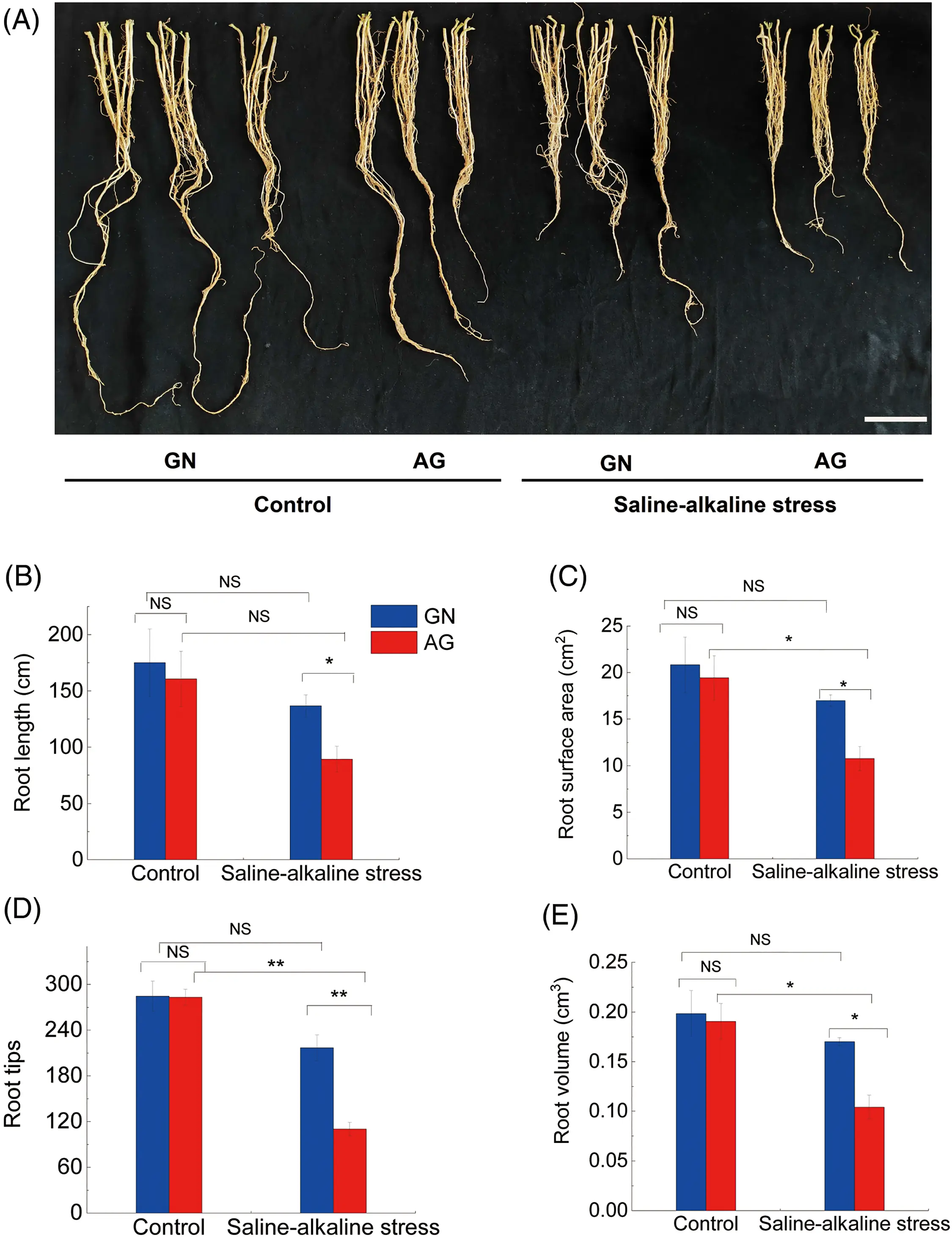 PHYTON | Free Full-Text | Variation Characteristics of Root Traits of ...