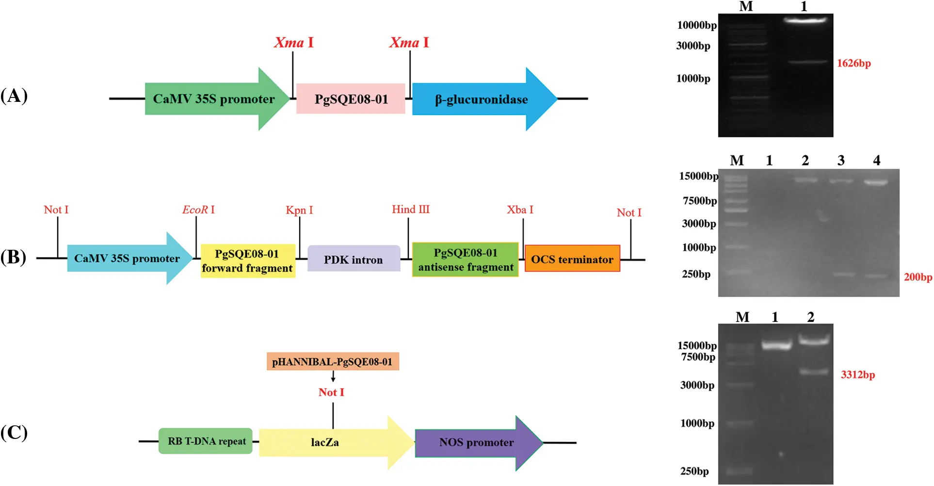 Phyton Free Full Text Transcriptome Wide Identification And