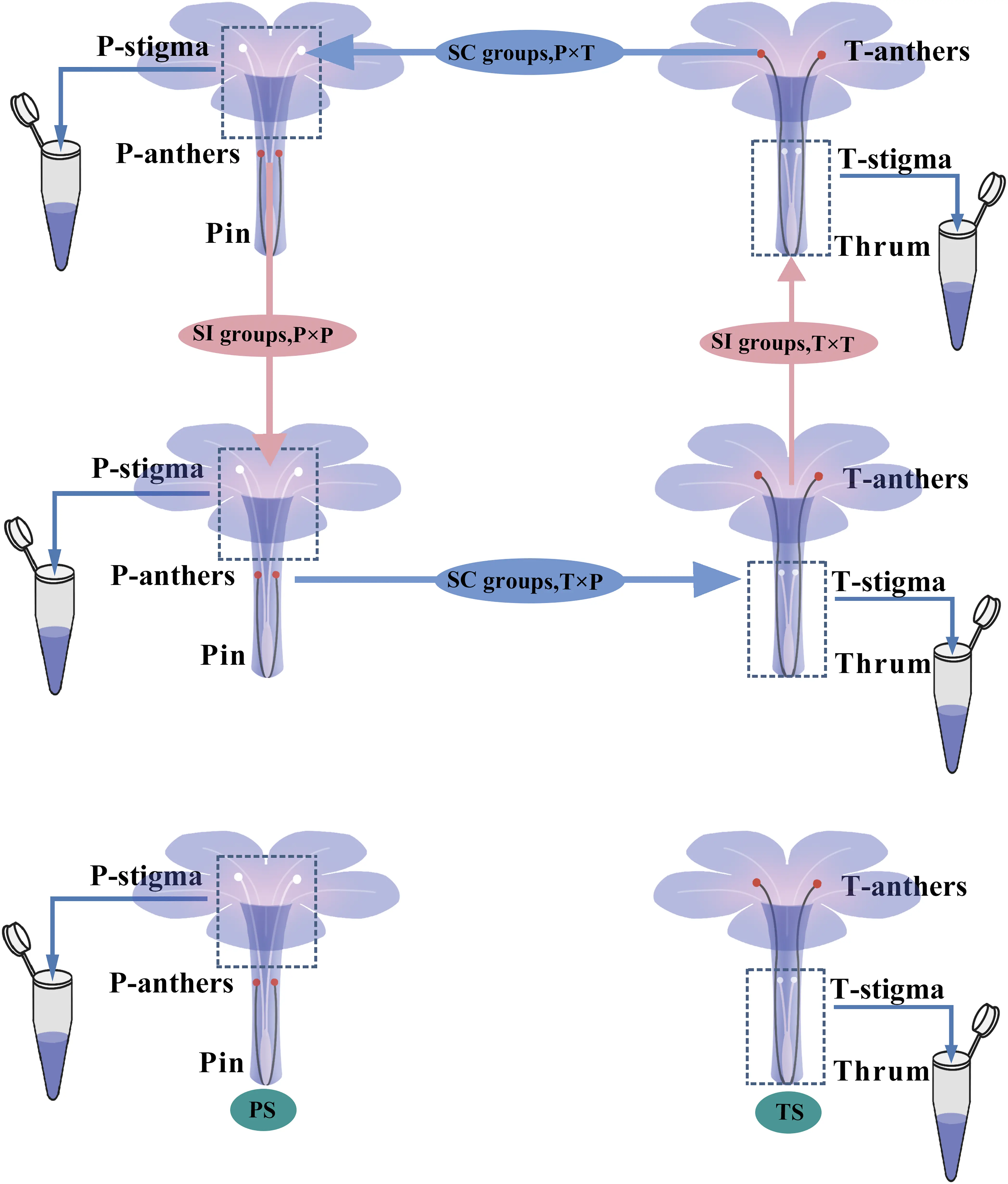 Phyton Free Full Text Stigma Specific Comparative Proteomic