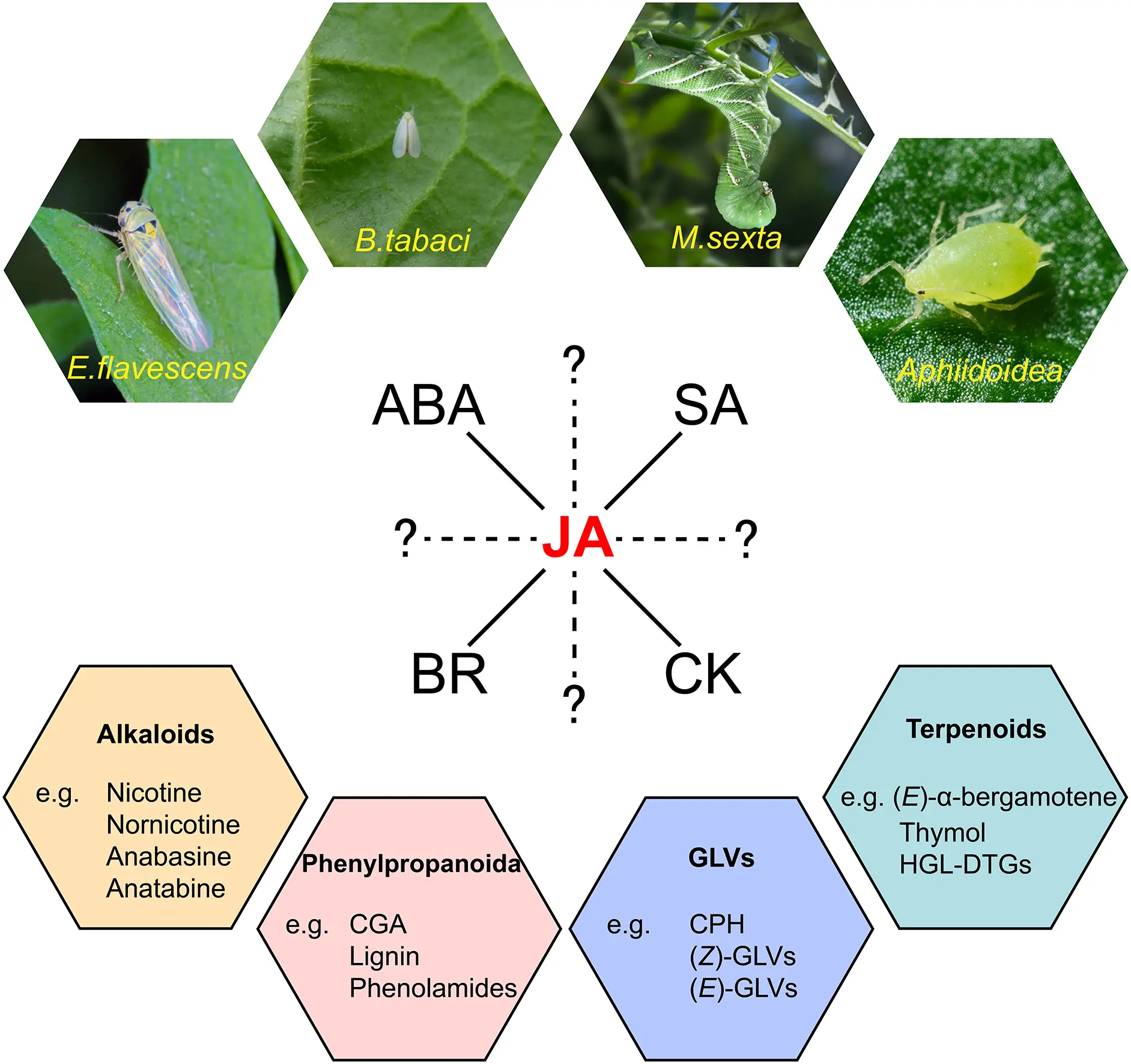 PHYTON | Free Full-Text | Plant Chemical Defenses against Insect ...