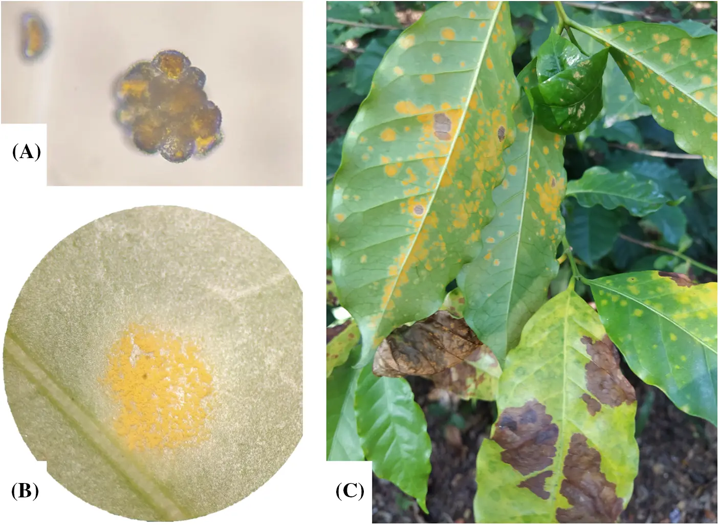 PHYTON | Free Full-Text | Coffee Leaf Rust ( Hemileia vastatrix ...