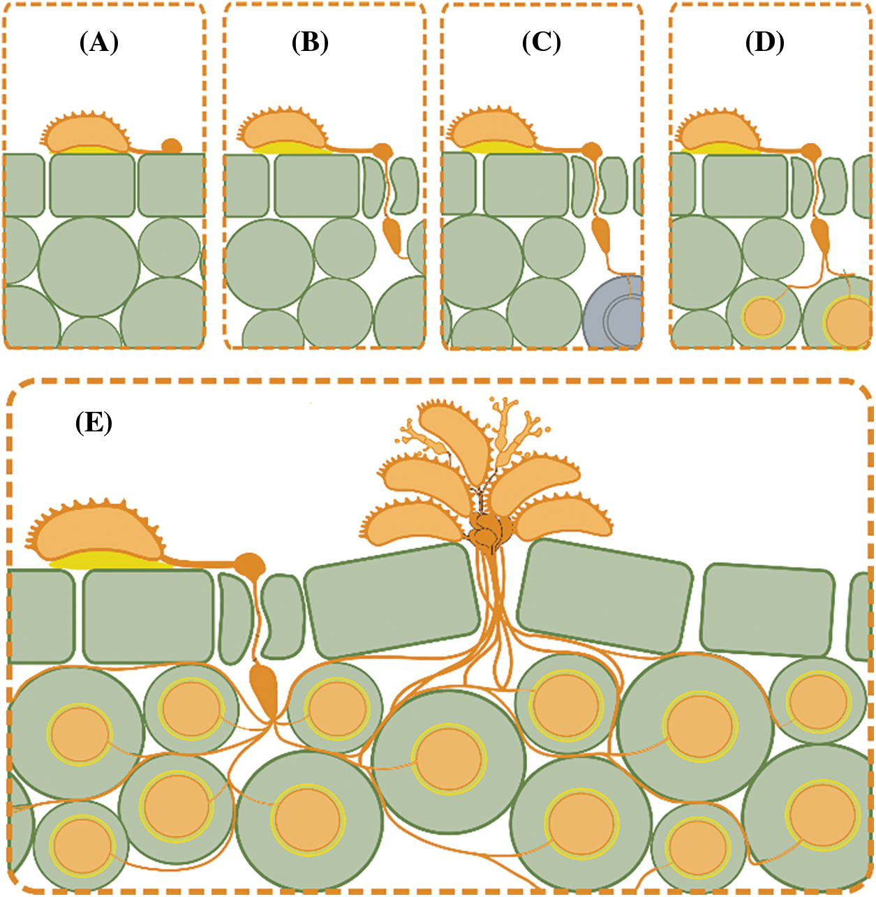PHYTON | Free Full-Text | Coffee Leaf Rust ( Hemileia vastatrix ...