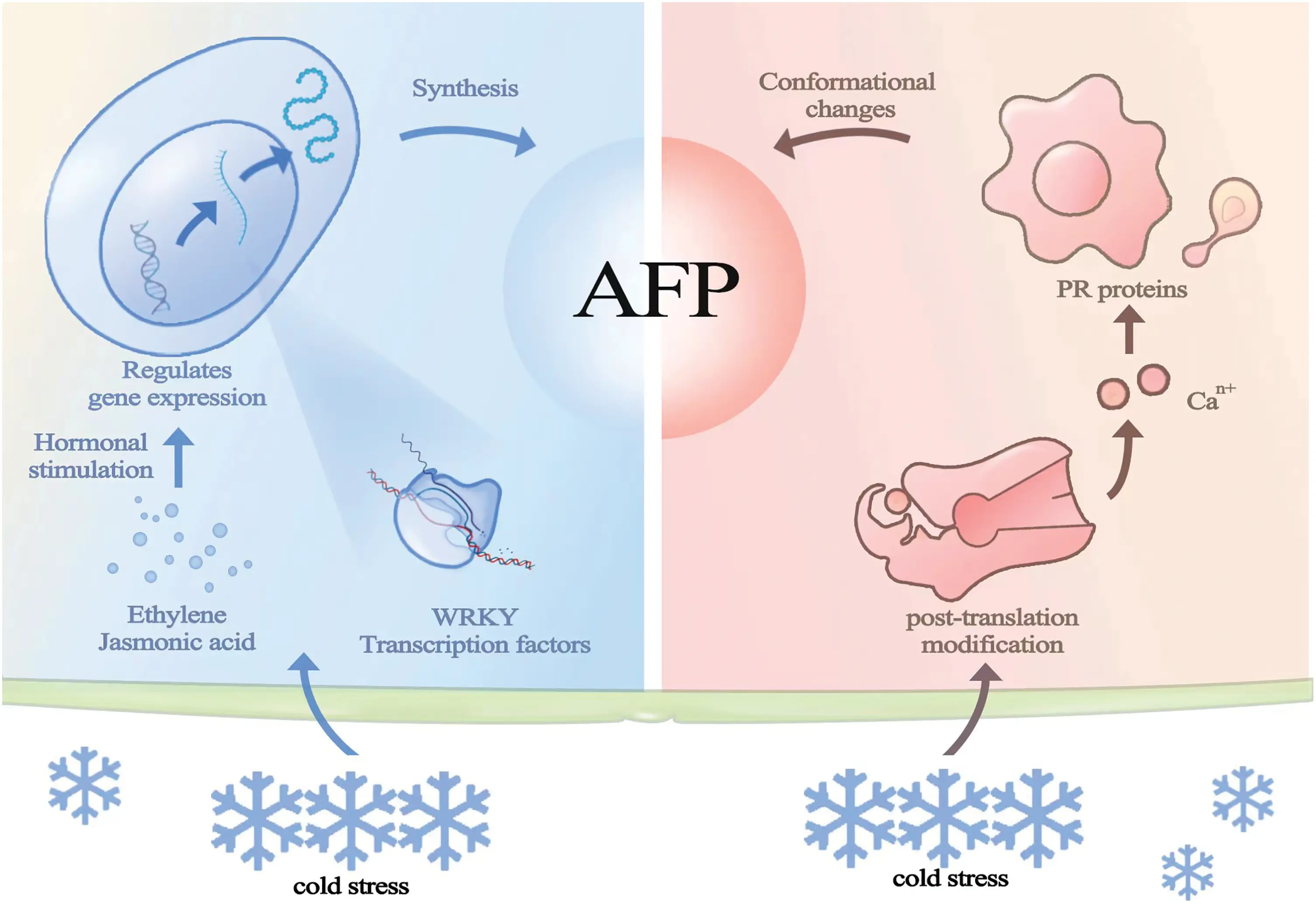 PHYTON | Free Full-Text | Research Progress on Plant Anti-Freeze Proteins
