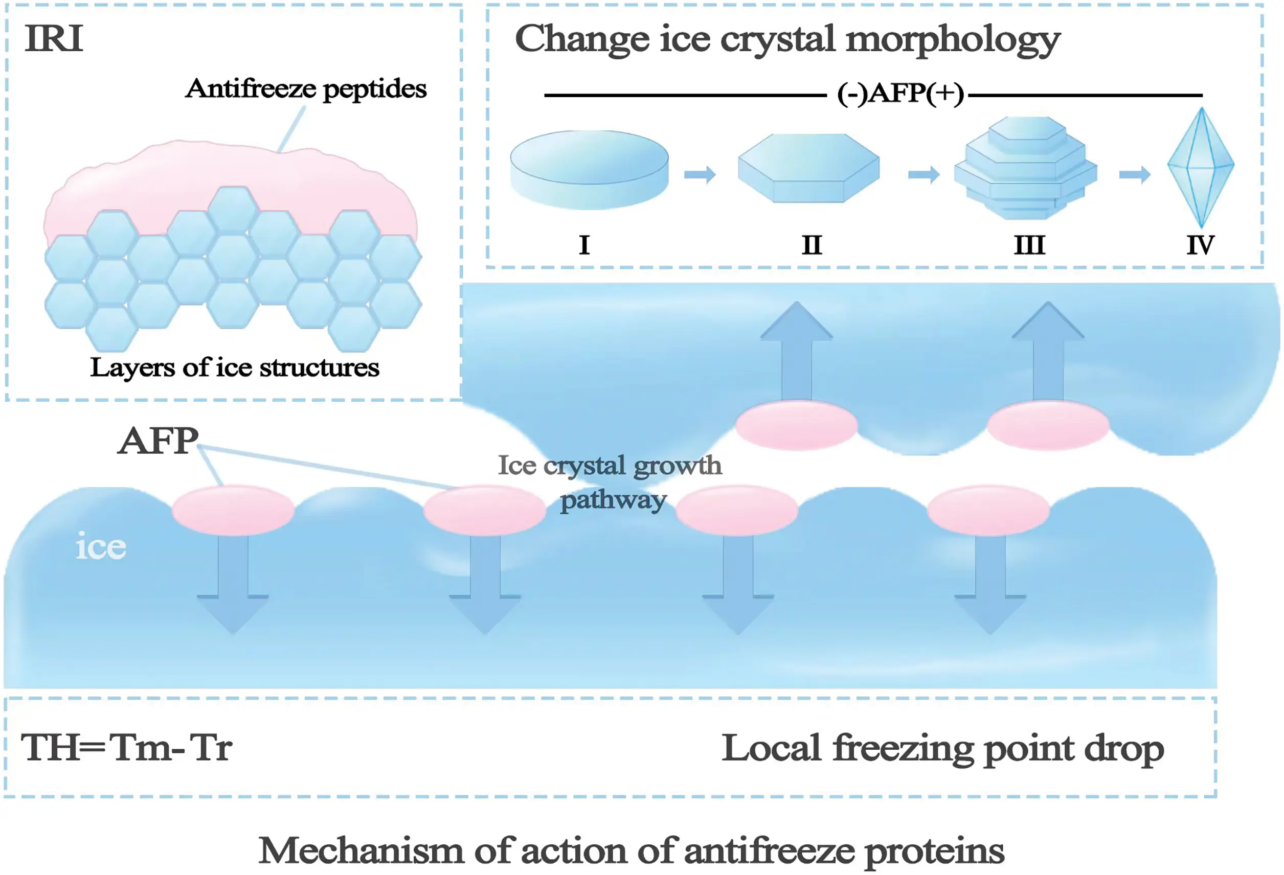 PHYTON | Free Full-Text | Research Progress on Plant Anti-Freeze Proteins