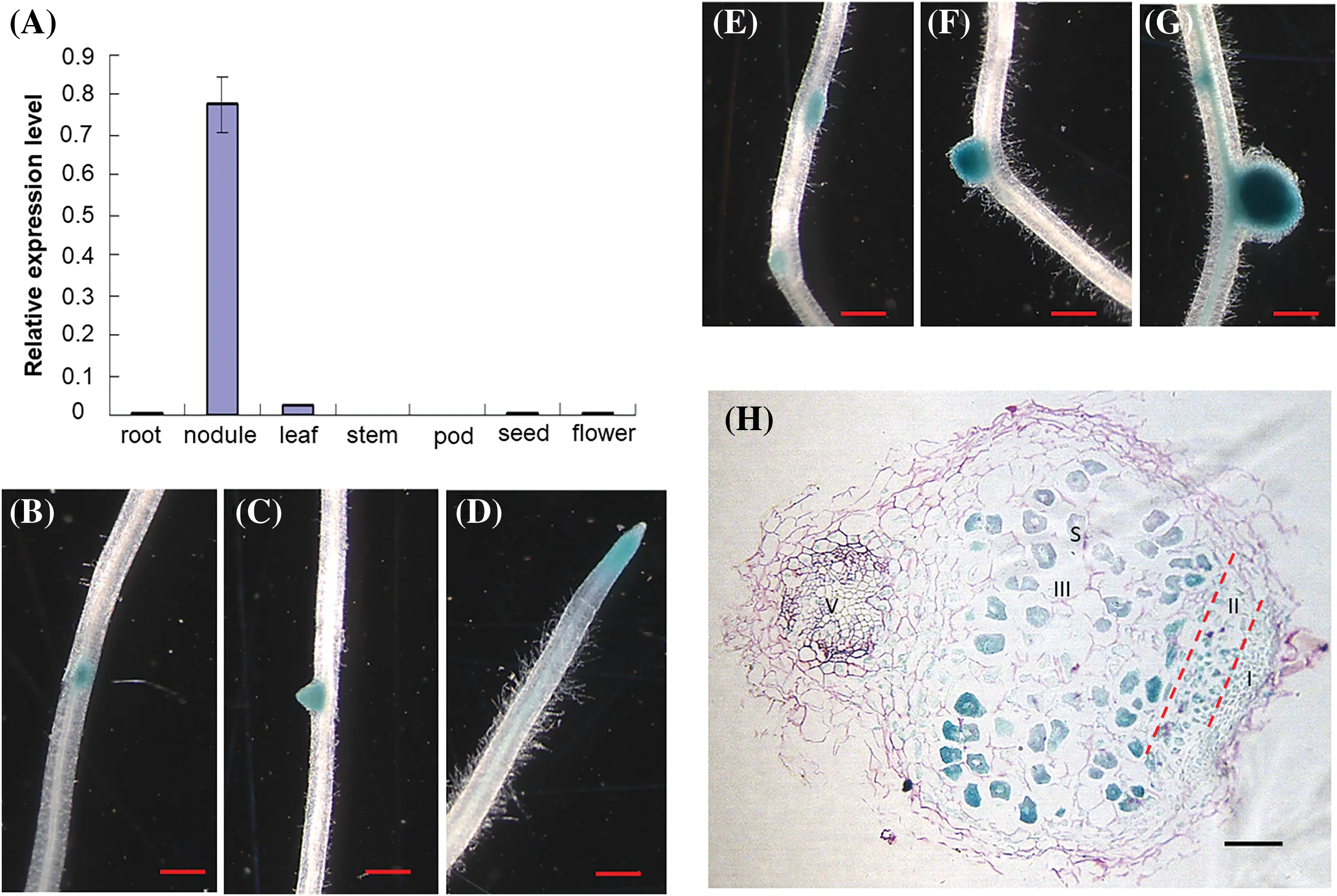 PHYTON | Free Full-Text | The MtRGF6 Peptide Differentially Regulates ...