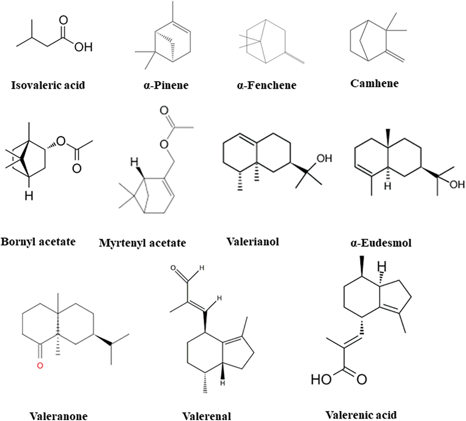 PHYTON | Free Full-Text | Comparative Analysis of the Essential Oil of ...