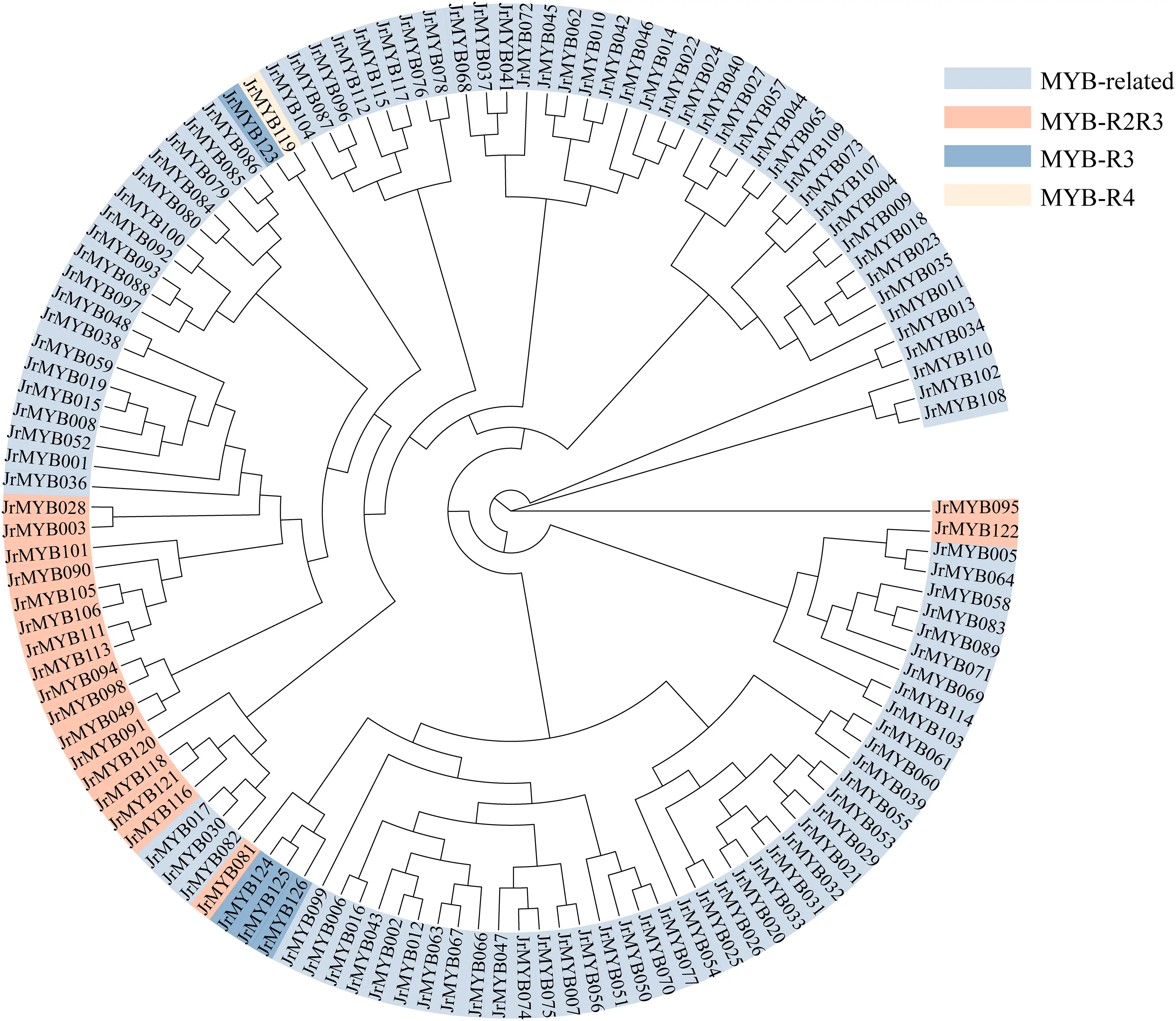 PHYTON | Free Full-Text | Genome-Wide Identification of the MYB Gene ...