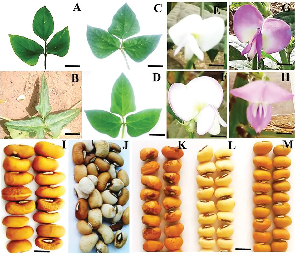 Development of new cowpea (Vigna unguiculata) mutant genotypes ...