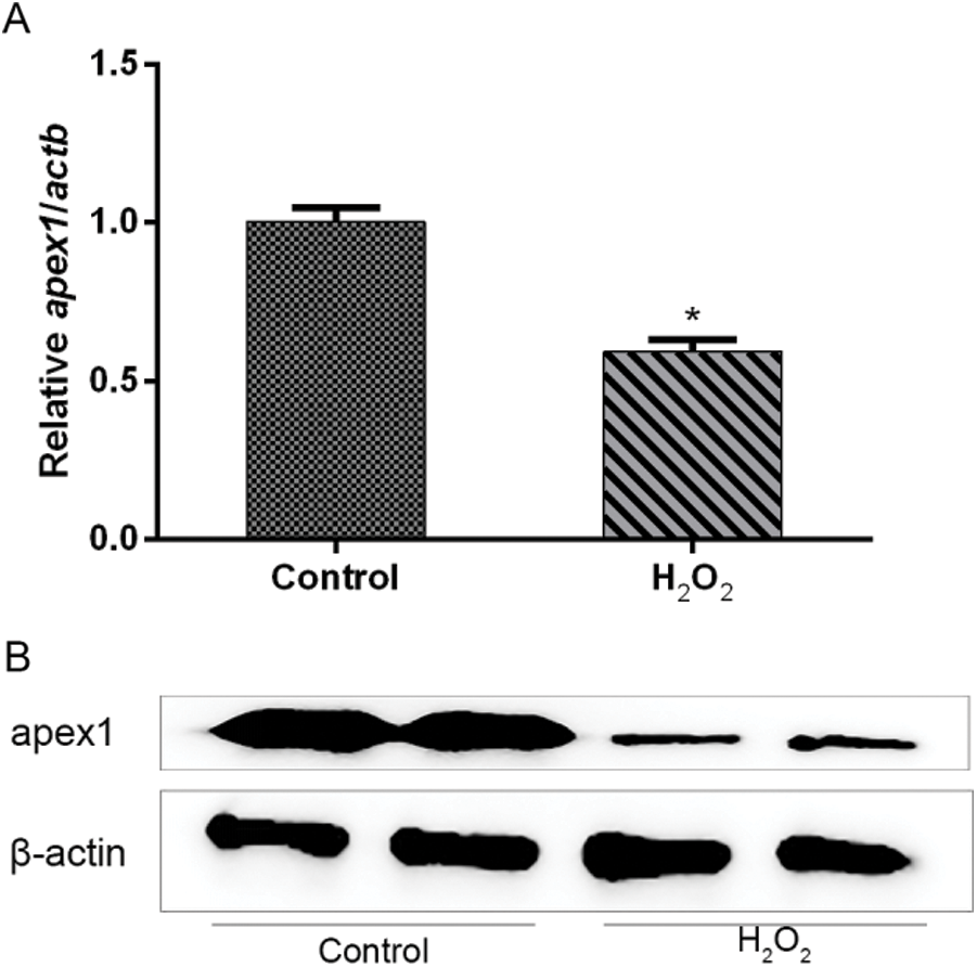 APEX1 protects against oxidative damage-induced cardiomyocyte apoptosis
