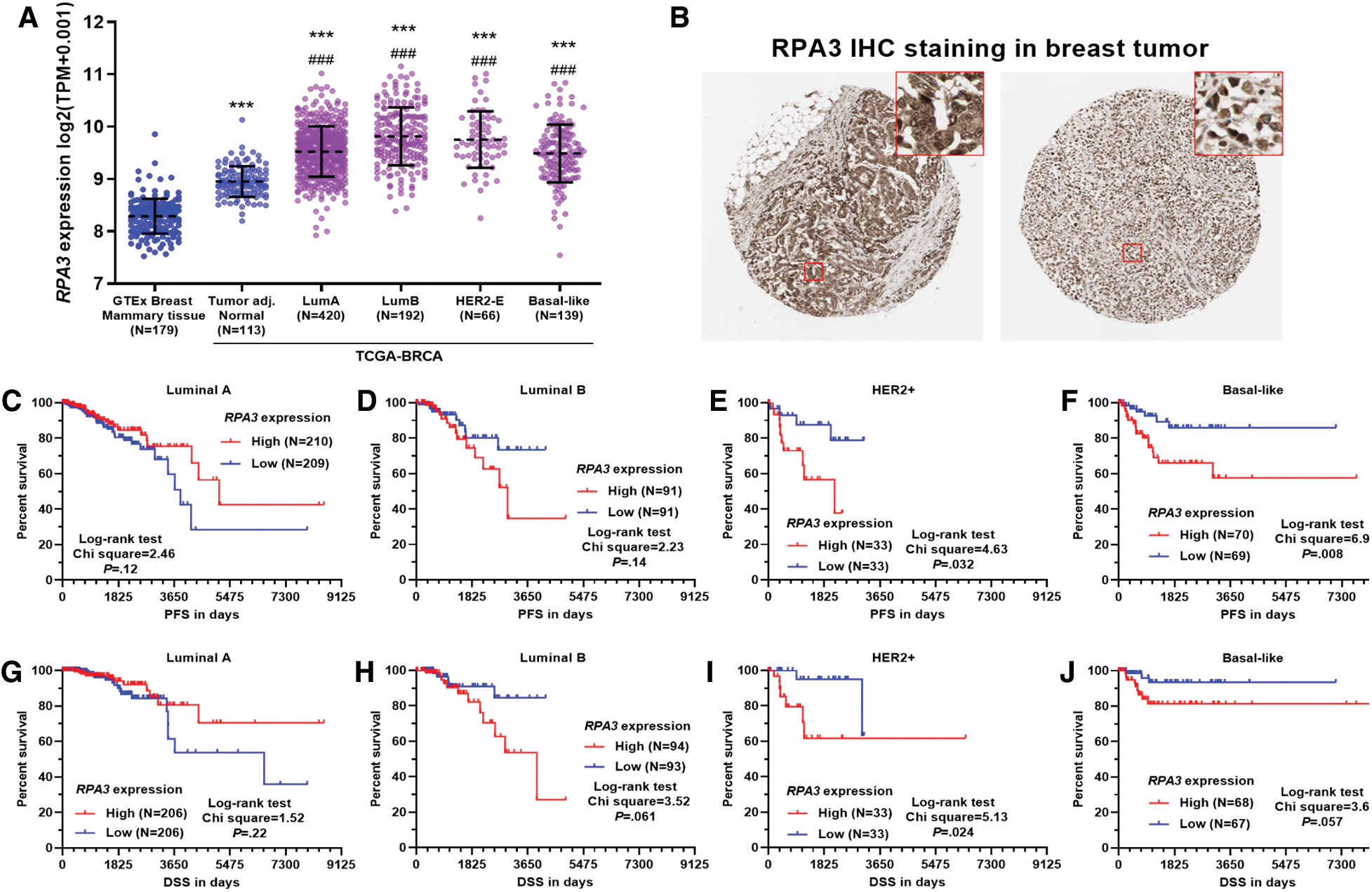 RPA3 is transcriptionally activated by YY1 and its depletion enhances ...