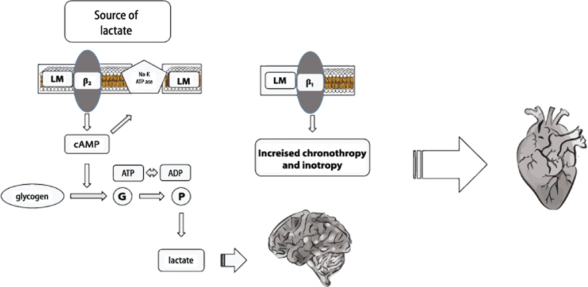 Lactate reloaded–reevaluation of the importance of lactate monitoring ...