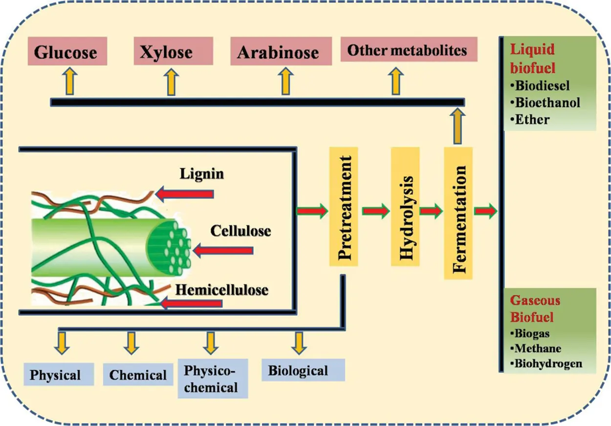 Advances in the Structural Composition of Biomass: Fundamental and ...