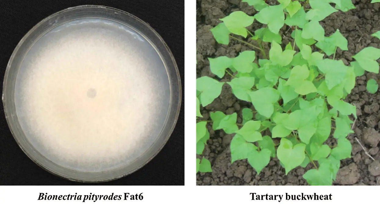Polysaccharide Elicitor from the Endophyte Bionectria sp. Fat6 Improves ...