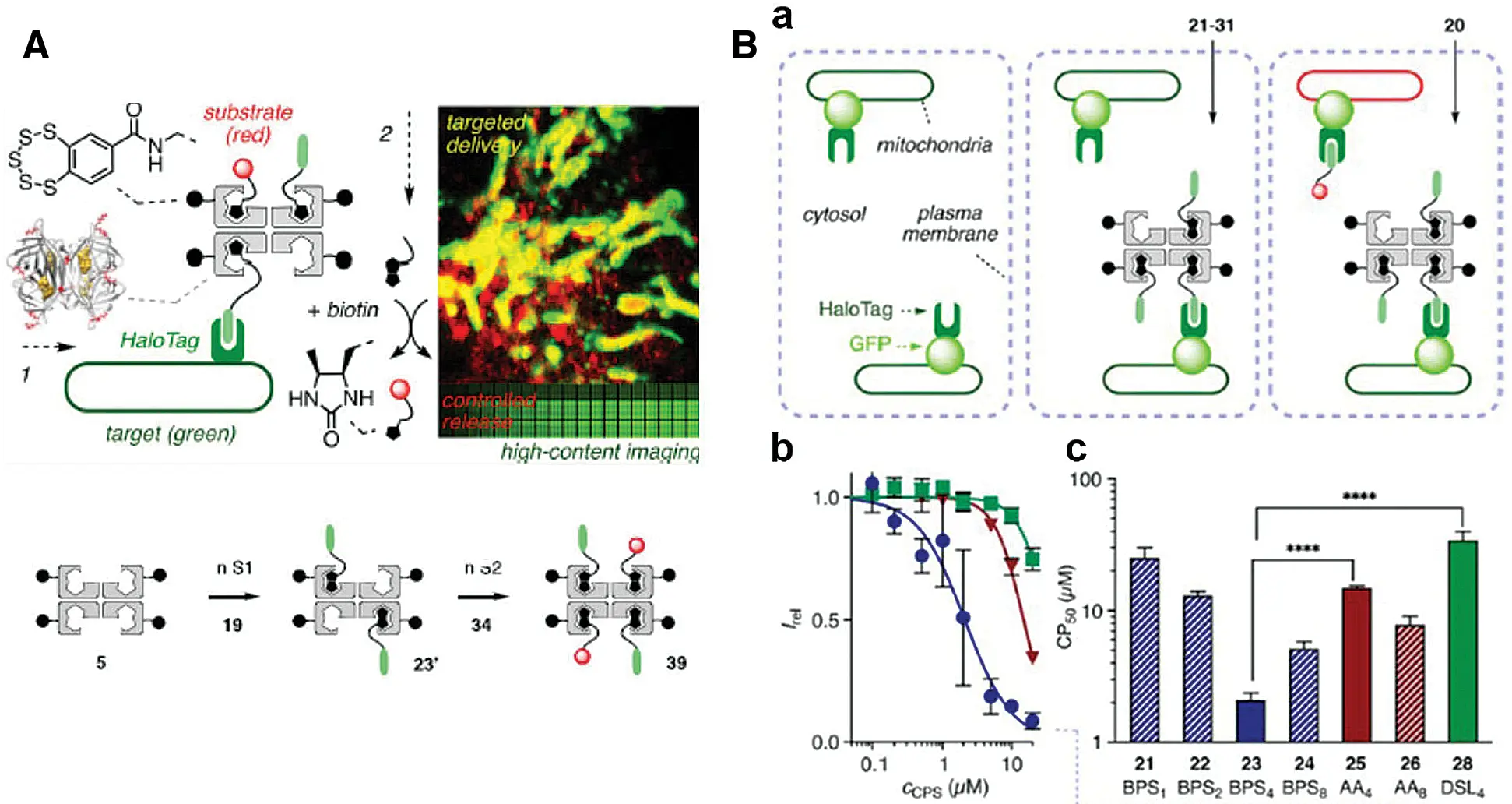 Recent biomedical advances enabled by HaloTag technology