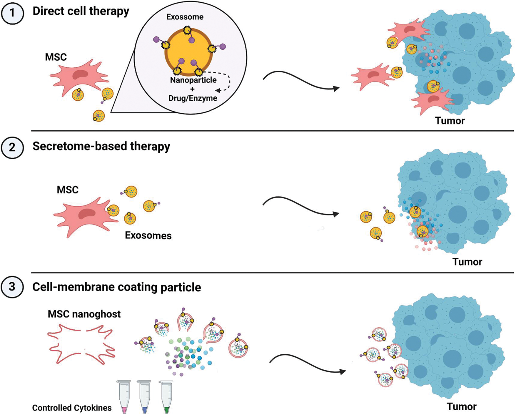 Mesenchymal stem cell secretome and nanotechnology: Combining ...