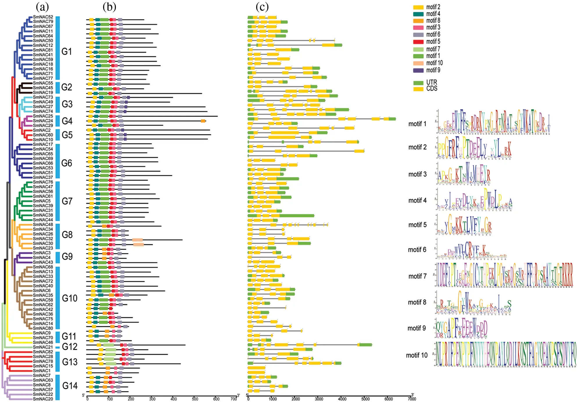 Genome-wide identification of NAC gene family and expression analysis ...