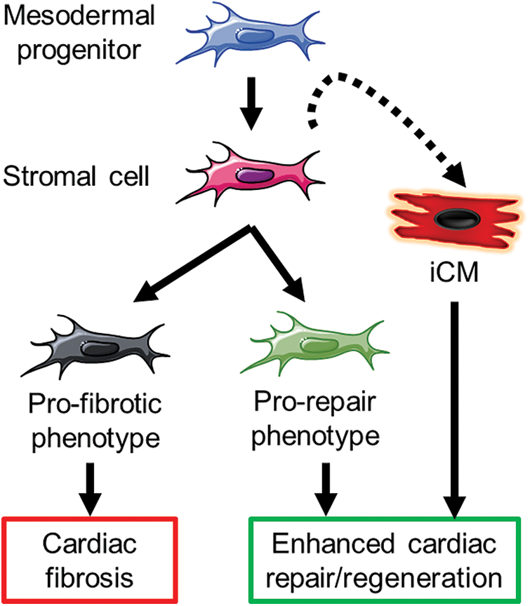 Cardiac stromal cells on stage: From dull filler to specialized actors
