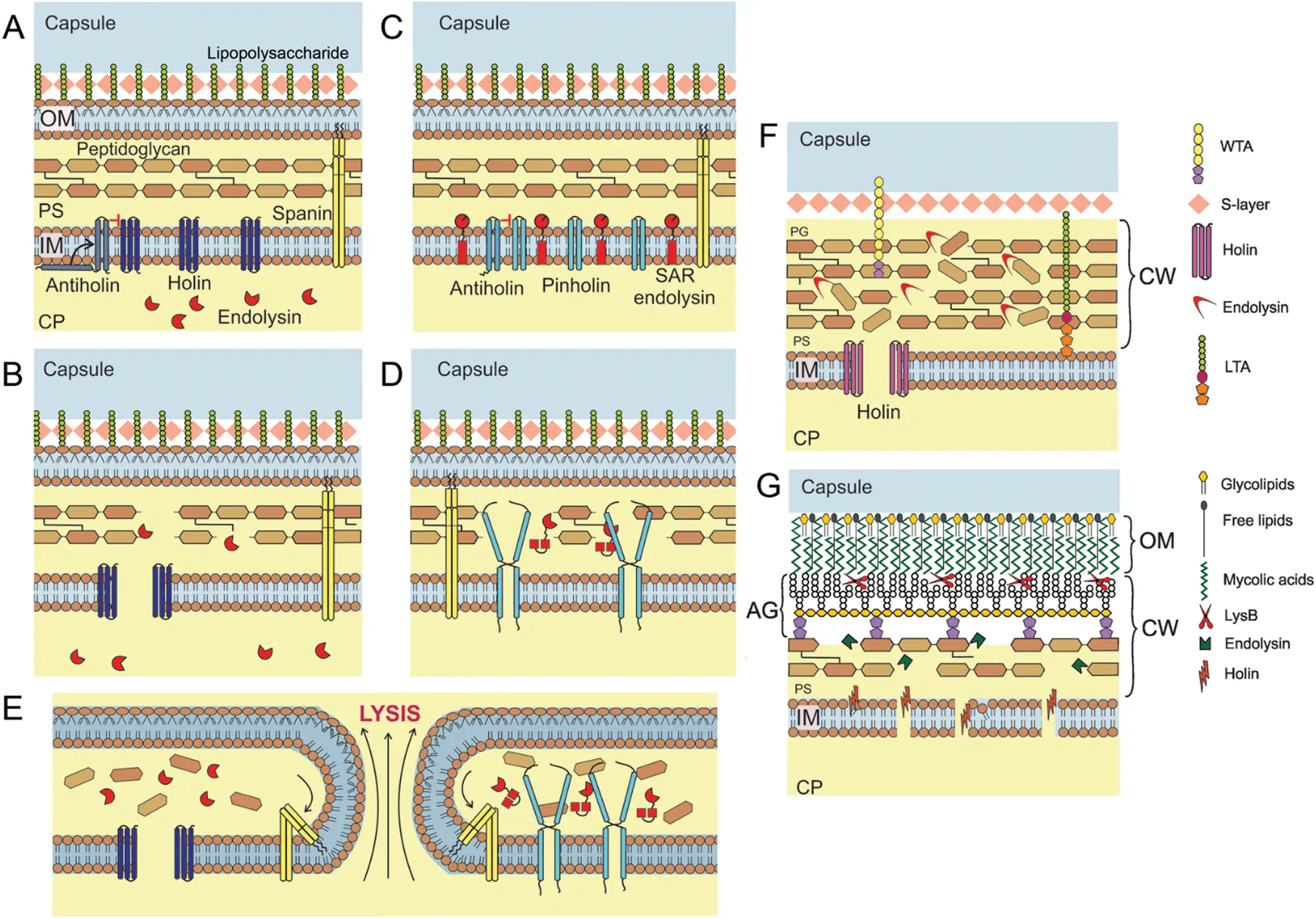 The bacteriophage mu lysis system–A new mechanism of host lysis?