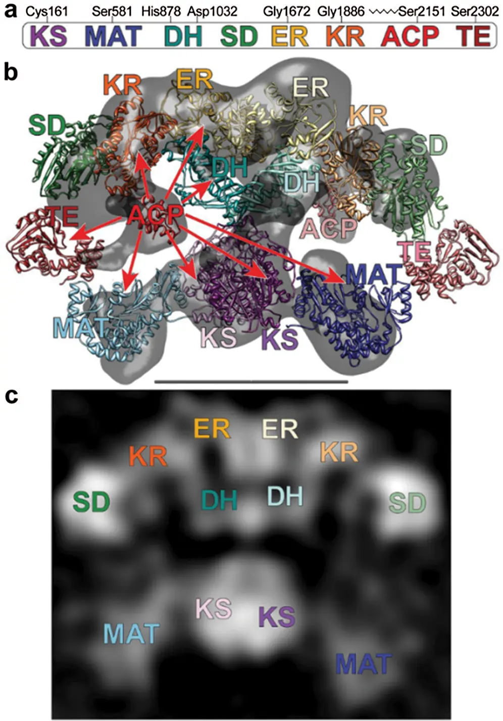 Advances in molecular regulation of goat lipid metabolism and FAS ...