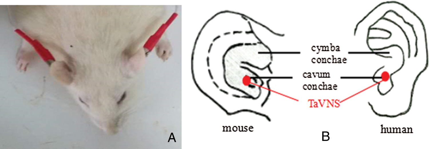 TaVNS reduces inflammatory responses in a L-NAME-induced rat model of ...