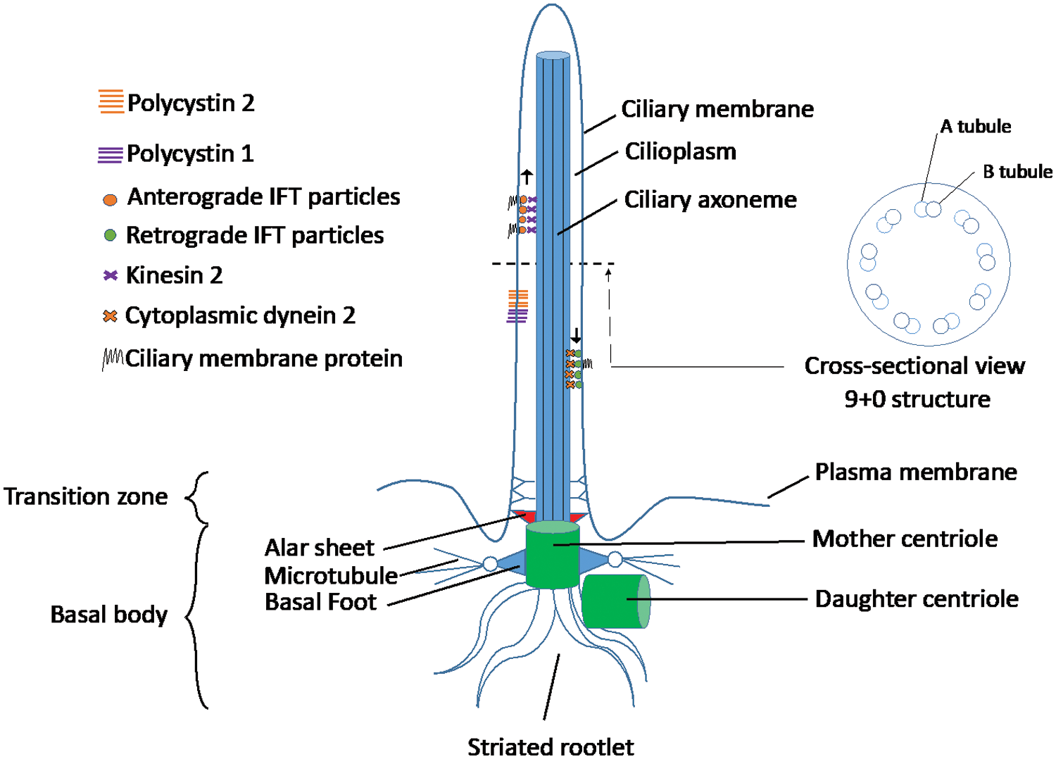 Mechano-Sensing and shear stress-shielding by endothelial primary cilia ...