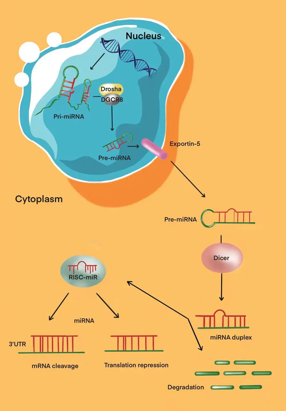 Understanding the role of miRNAs in the pathogenesis of brain ...
