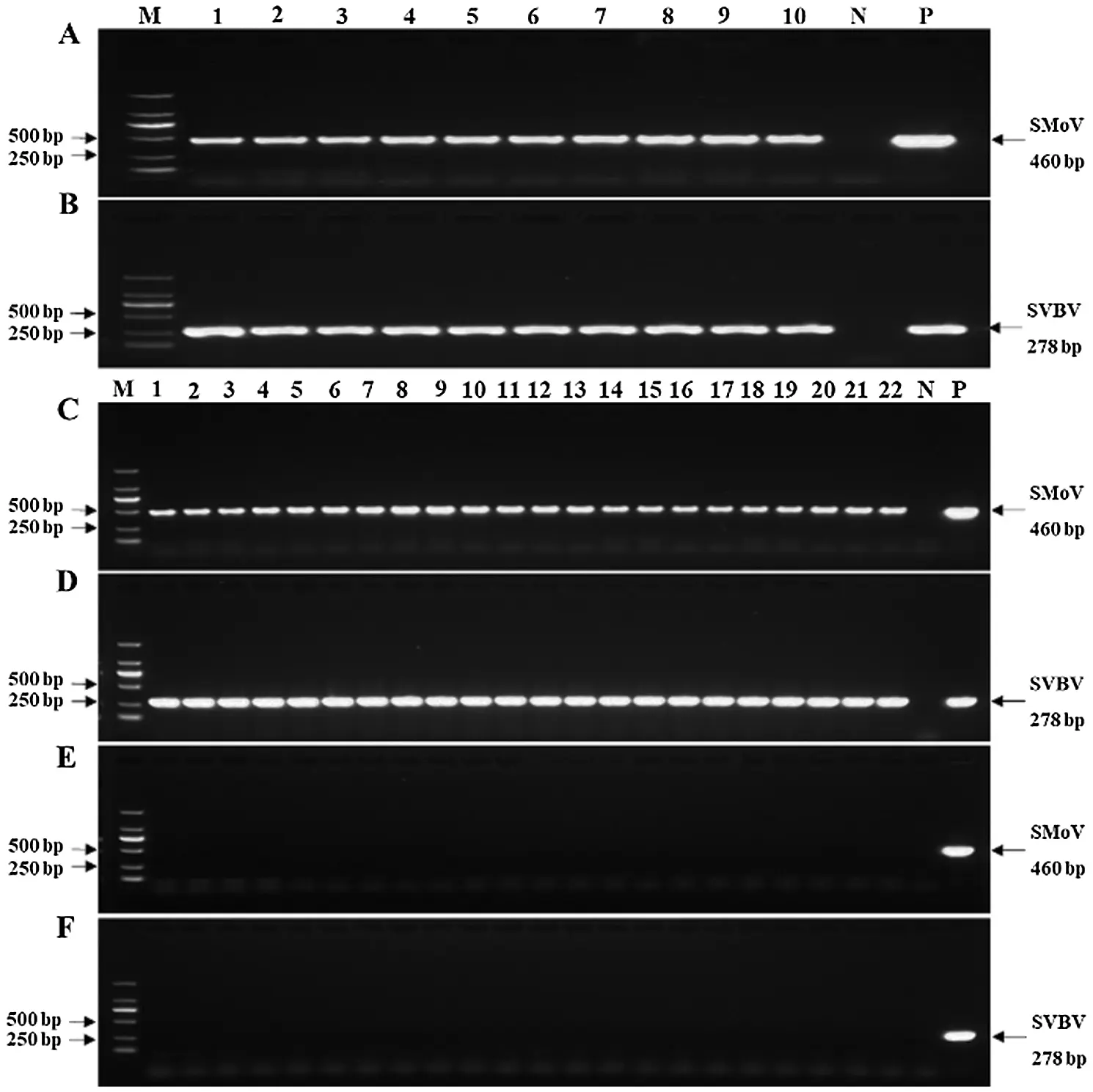 Effect of strawberry vein banding virus and strawberry mottle virus co ...