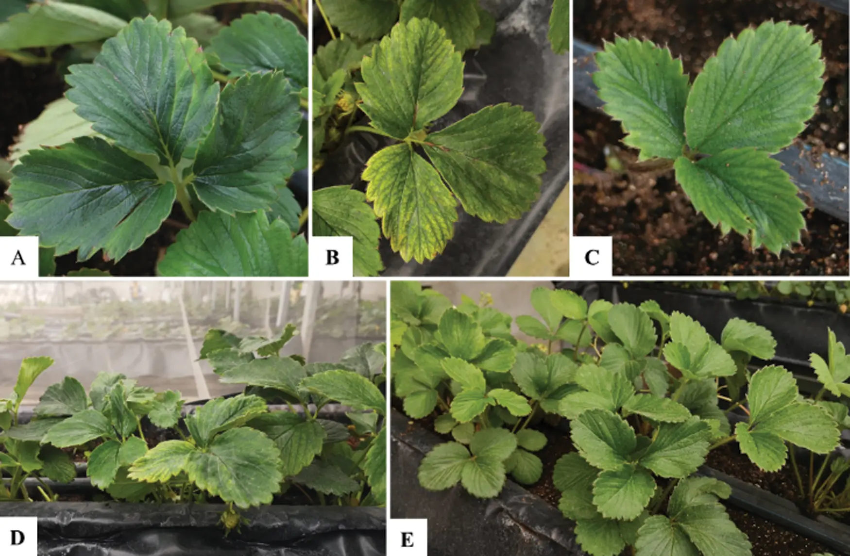 Effect of strawberry vein banding virus and strawberry mottle virus co ...