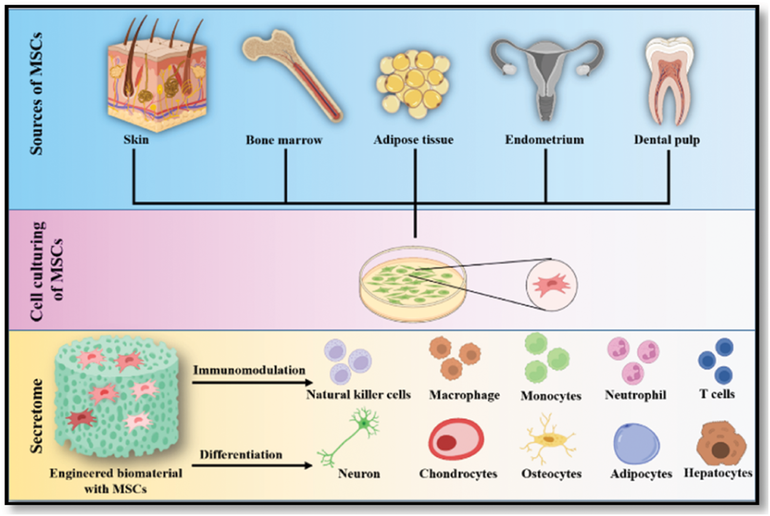 Mesenchymal Stem Cells The Secretome And Biomaterials Regenerative