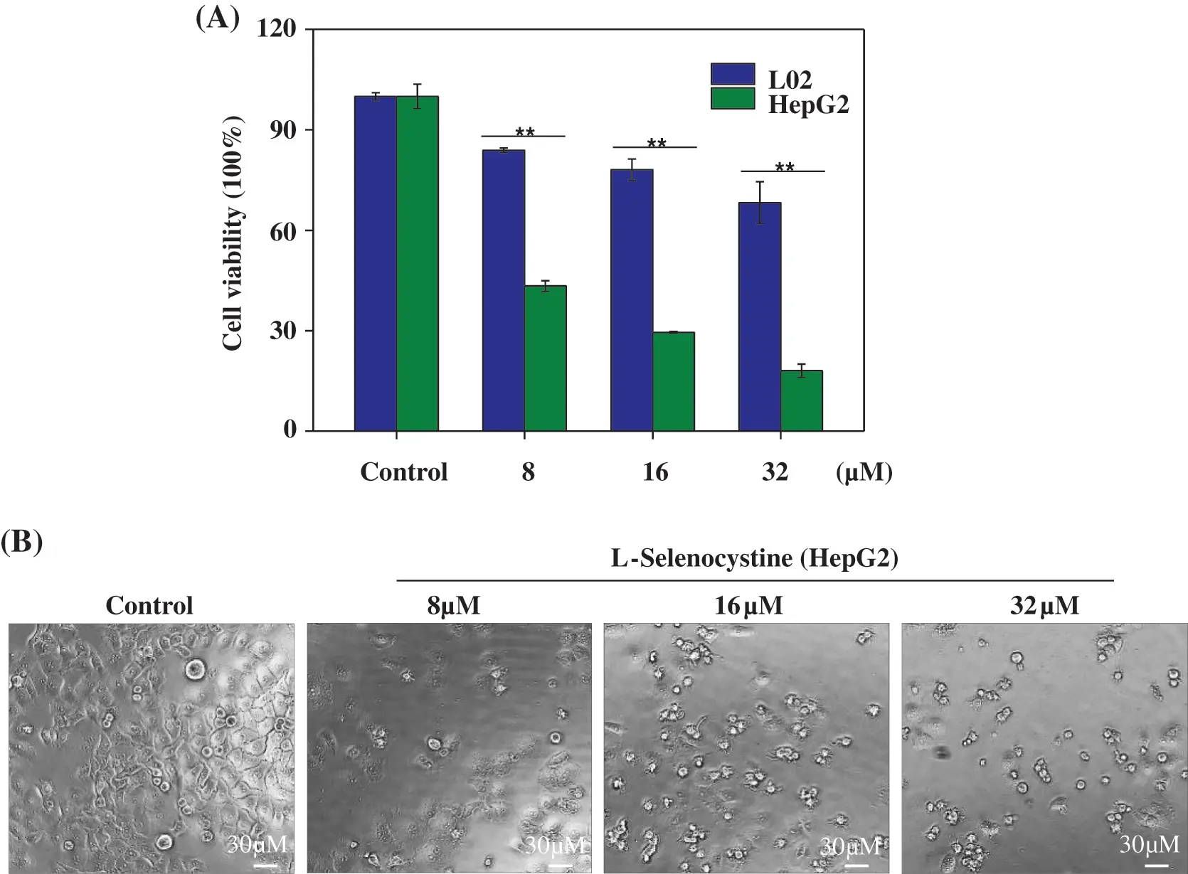 L-Selenocystine induce HepG2 cells apoptosis through ROS-mediated ...